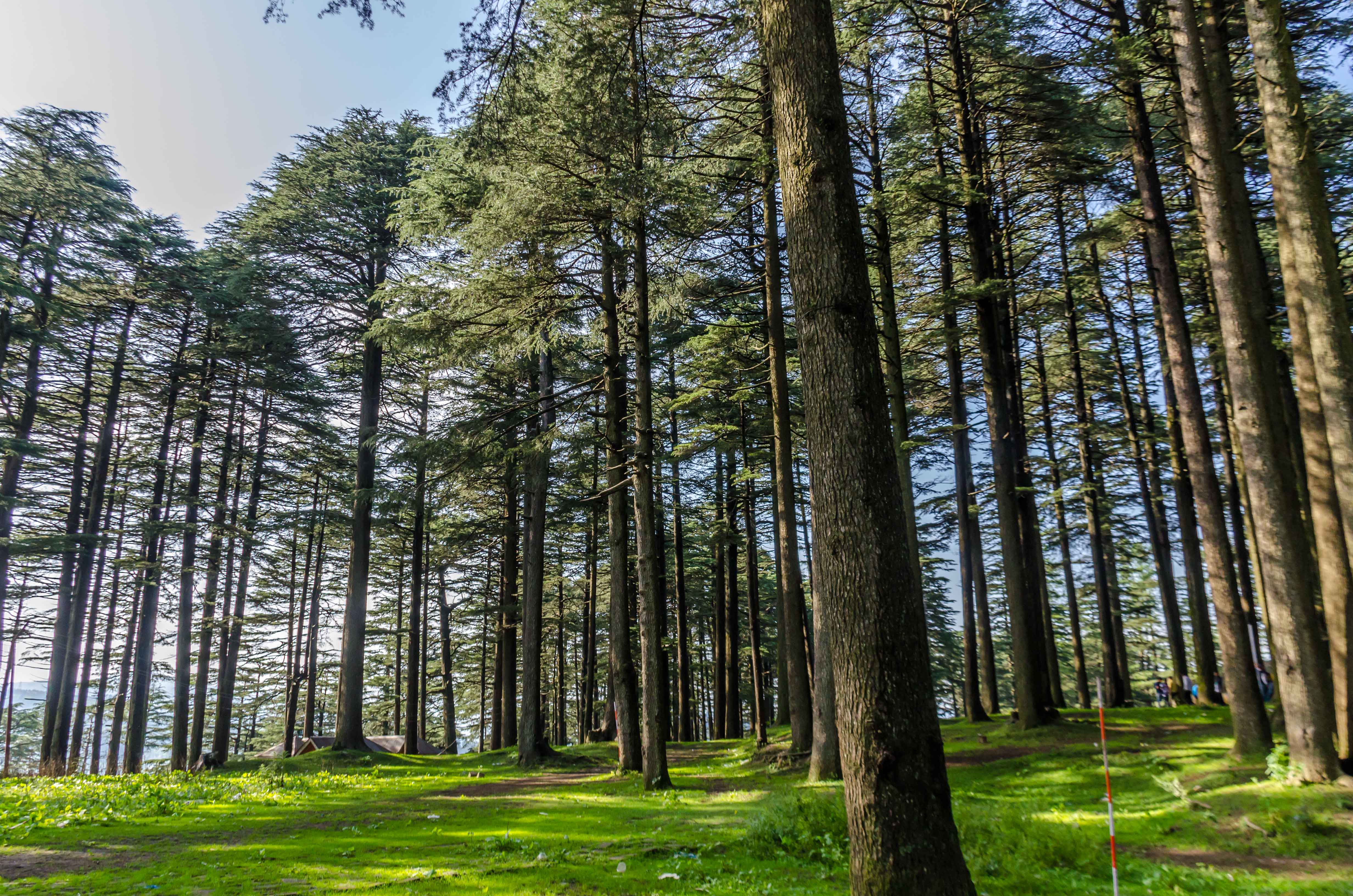 Exploring the Serene Beauty of Patnitop: A Hidden Gem